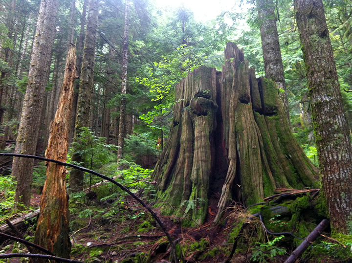 Lynn Headwaters Regional Park